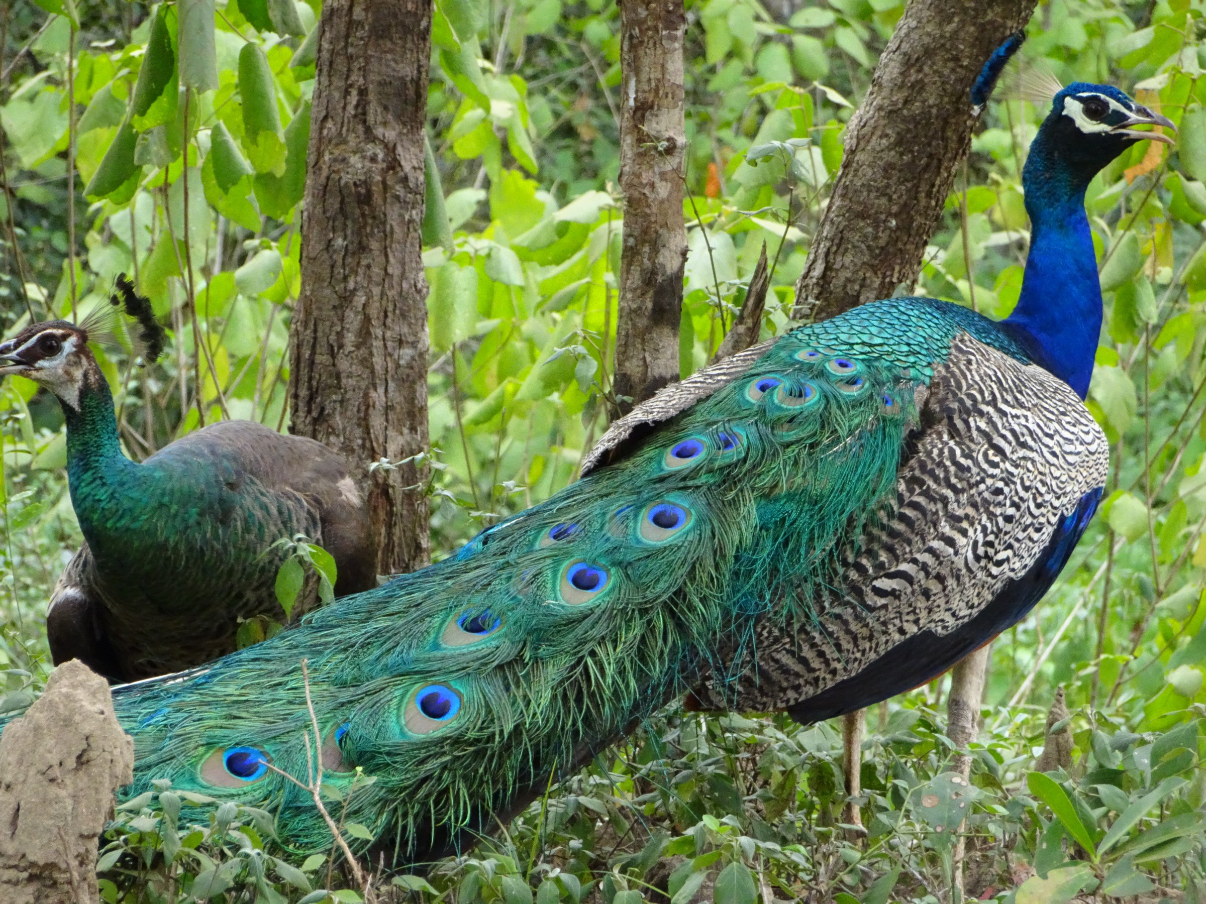 Peacock And Peahen Photo